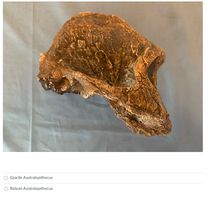 Solved Gracile Australopithecus Robust Australopithecus | Chegg.com