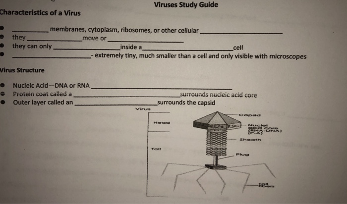Solved Viruses Study Guide Characteristics of a Virus | Chegg.com