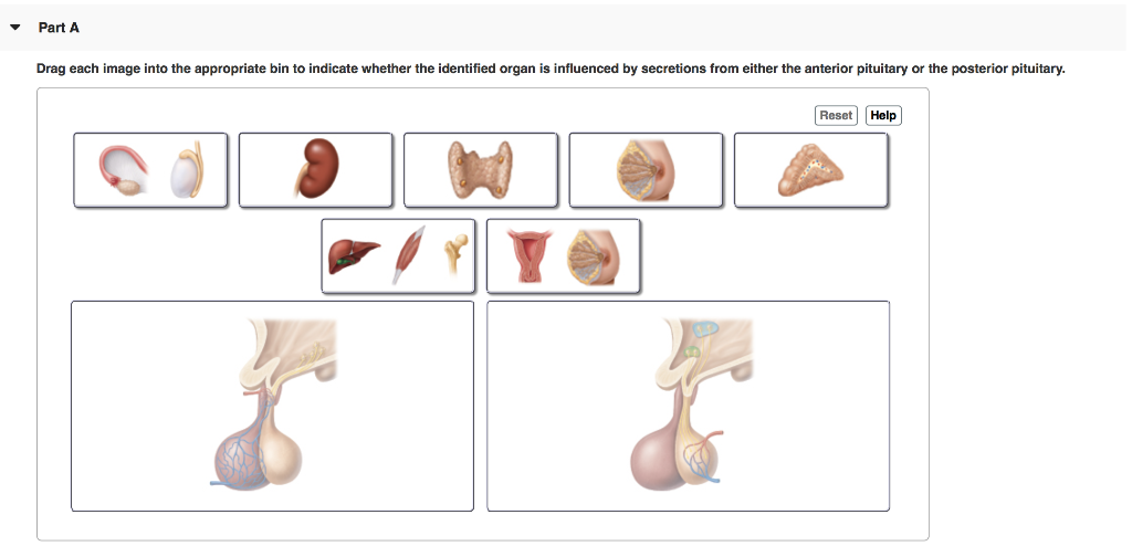Solved PartA Drag each image into the appropriate bin to | Chegg.com