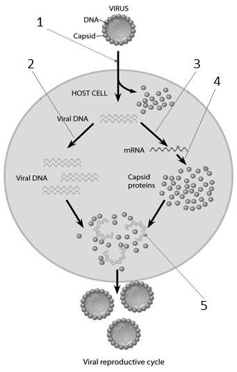 Solved The figure above illustrates the infection of a cell | Chegg.com