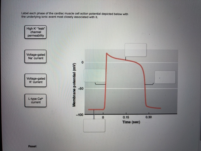 Solved Label each phase of the cardiac muscle cell action | Chegg.com