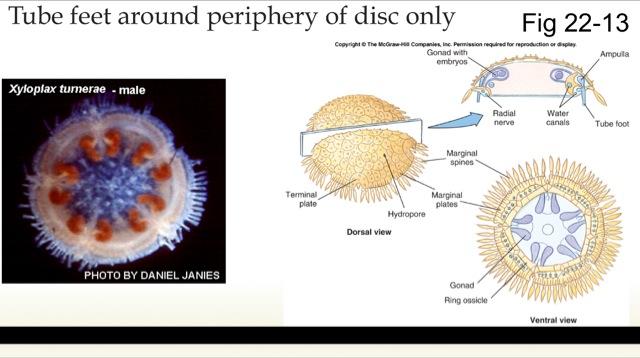 Class Concentricycloidea