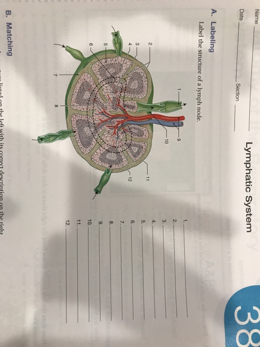 Solved 38 Name Lymphatic System Date Section A. Labeling | Chegg.com
