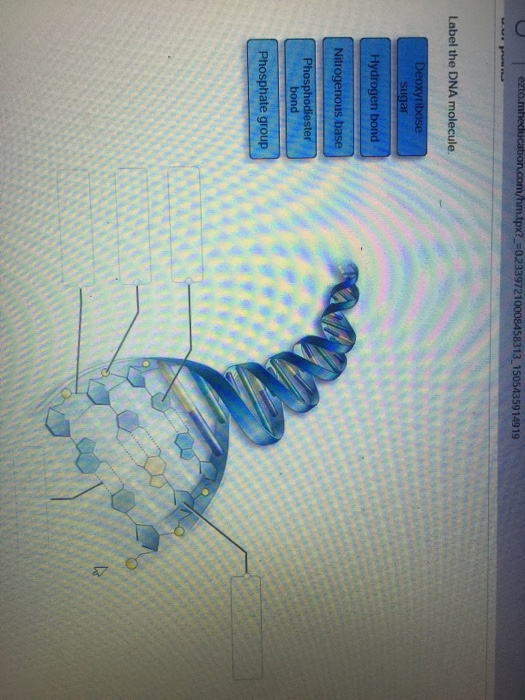 Solved Label the DNA molecule. Deoxyribose sugar Hydrogen | Chegg.com