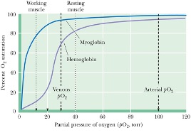Solved 3. Explain why the structure of myoglobin makes it | Chegg.com
