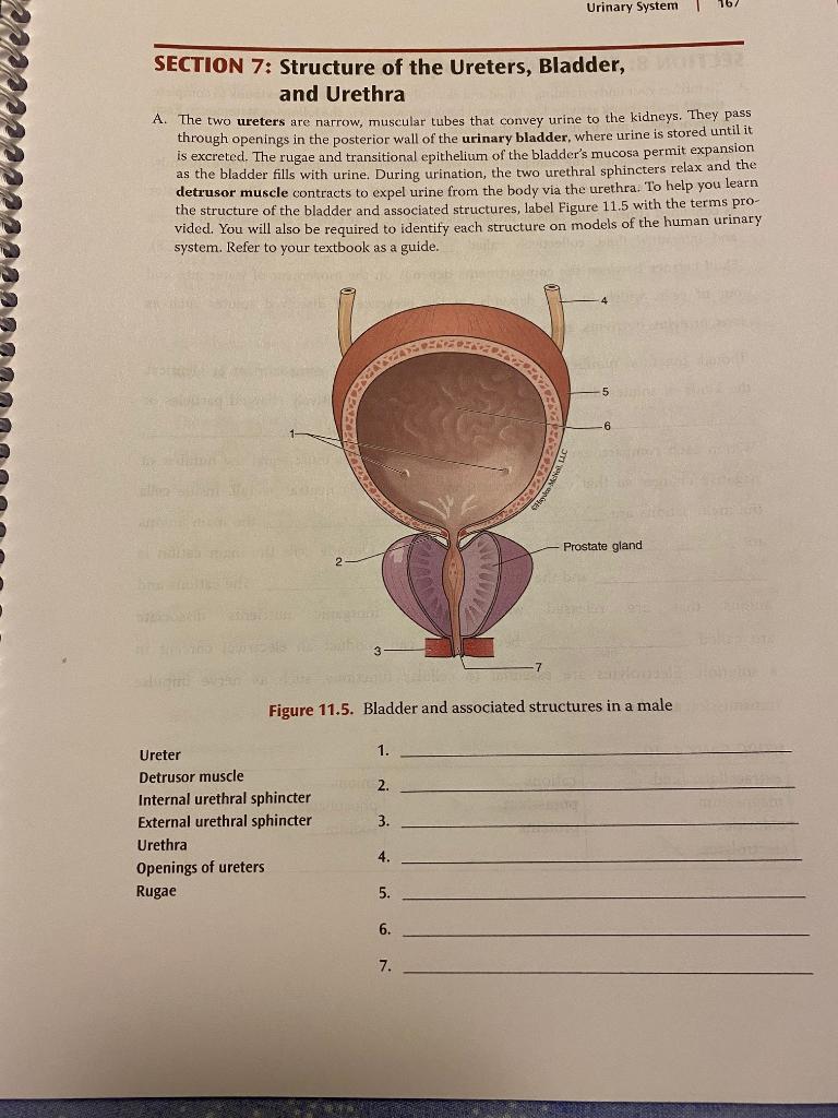 Solved SECTION 1: Overview of the Urinary System A. To help | Chegg.com