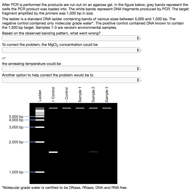 Solved After PCR is performed the products are run out on an | Chegg.com