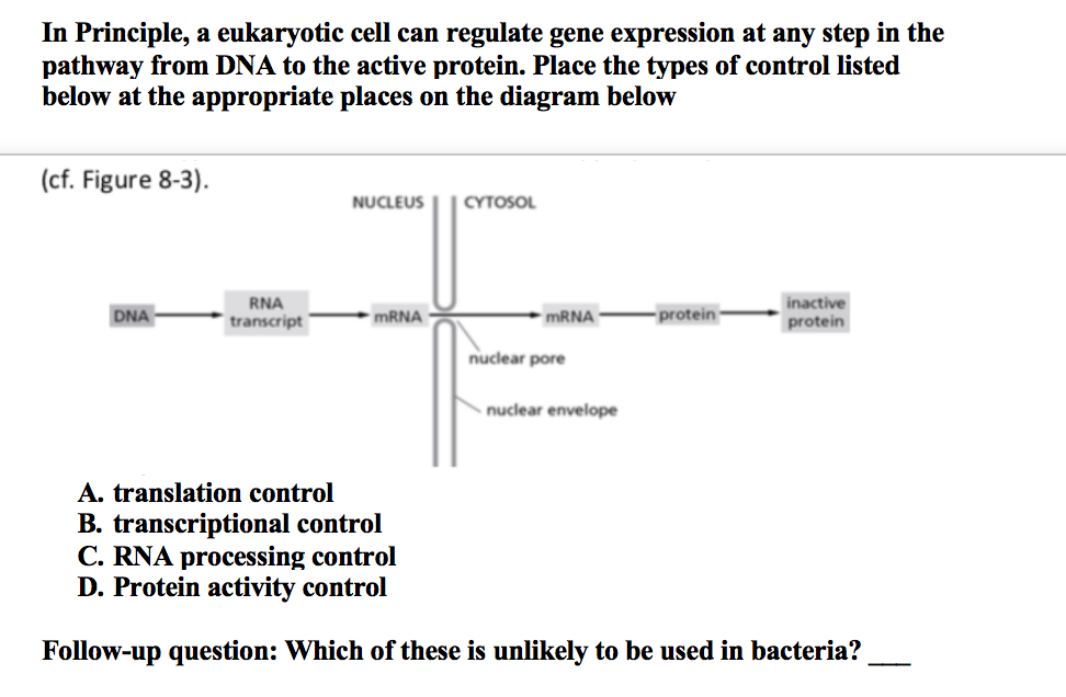 Solved In Principle A Eukaryotic Cell Can Regulate Gene