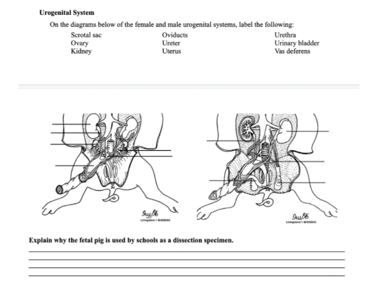 Fetal Pig Respiratory System Diagram Labeled