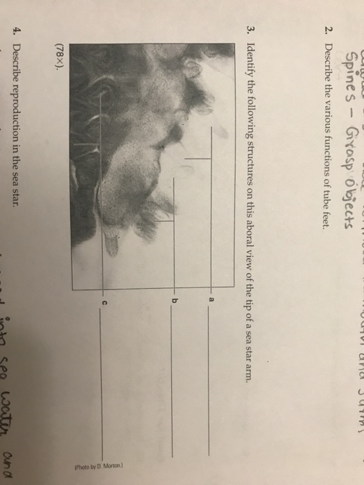 Solved 5. Identify and label the structures noted in this | Chegg.com Solved 5. Identify and label the structures noted in this | Chegg.com
