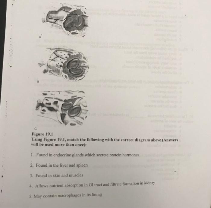 Solved Figure 19. Using Figure 19.1, match the following | Chegg.com