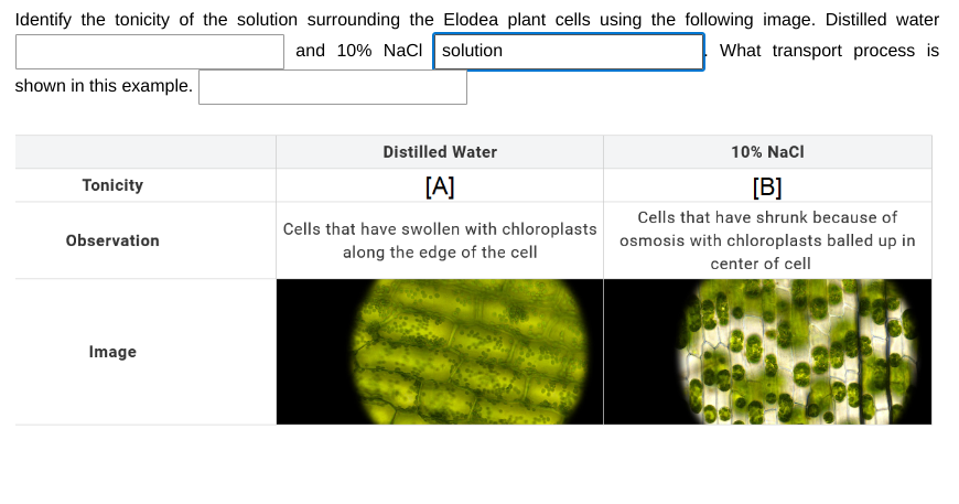 Solved Identify the tonicity of the solution surrounding the | Chegg.com