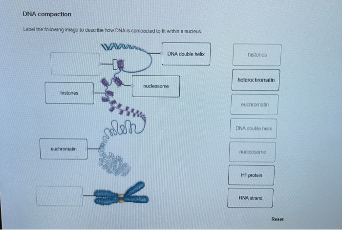 Solved DNA compaction Label the following image to describe | Chegg.com Solved DNA compaction Label the following image to describe | Chegg.com