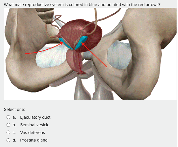 Solved What male reproductive system is colored in blue and | Chegg.com