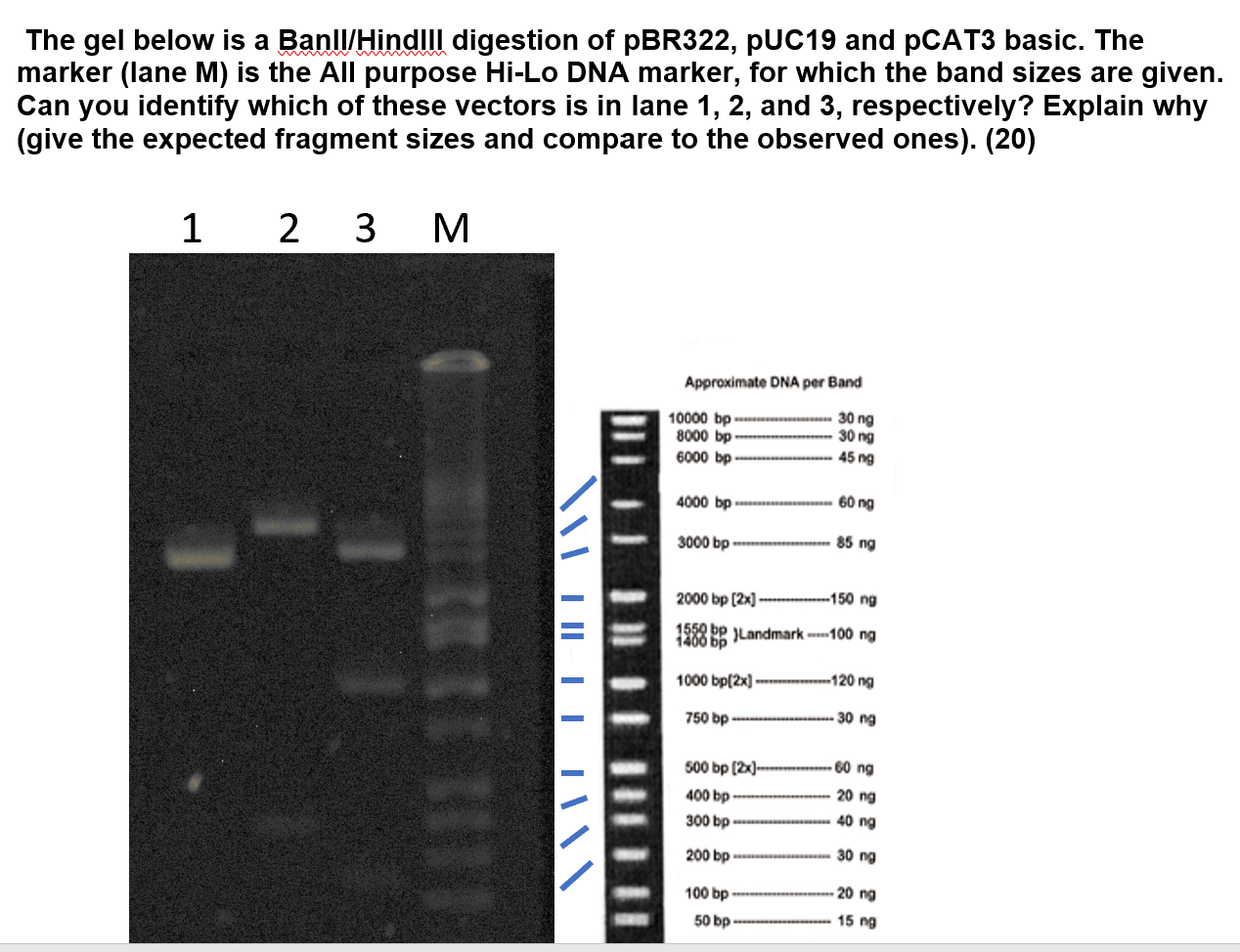 The gel below is a Banll/Hindill digestion of PBR322, | Chegg.com