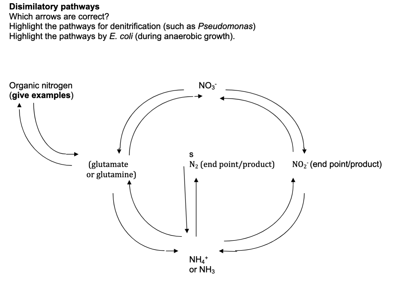 Denitrification Pathway