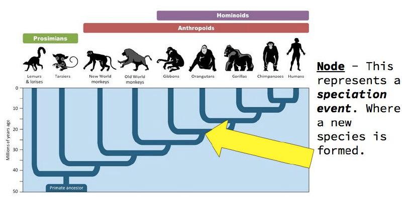 Solved Hominoids Anthropoids Prosimians Tarsiers Lemurs & | Chegg.com