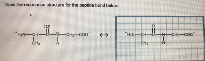 Solved Draw the resonance structure for the peptide bond | Chegg.com