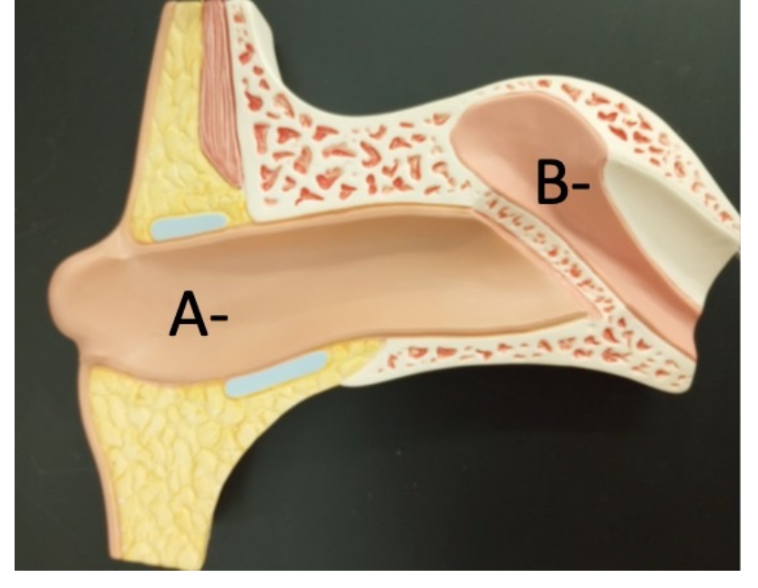 Solved label all abcd | Chegg.com
