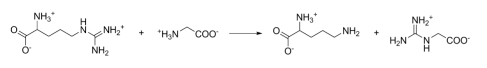 Solved In creatine synthesis, the following transformation | Chegg.com