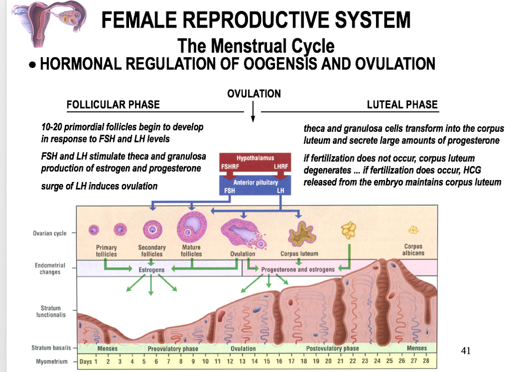 Solved Correlate the events in the ovaries (ovarian | Chegg.com