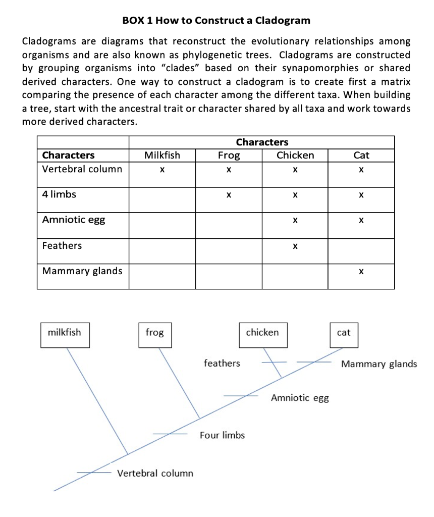 Solved Now Create A Cladogram Summarizing The Chegg