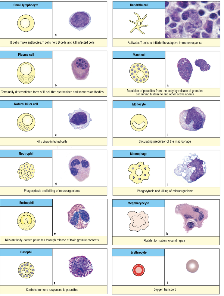 Solved The Figure shows cells that are stained by | Chegg.com