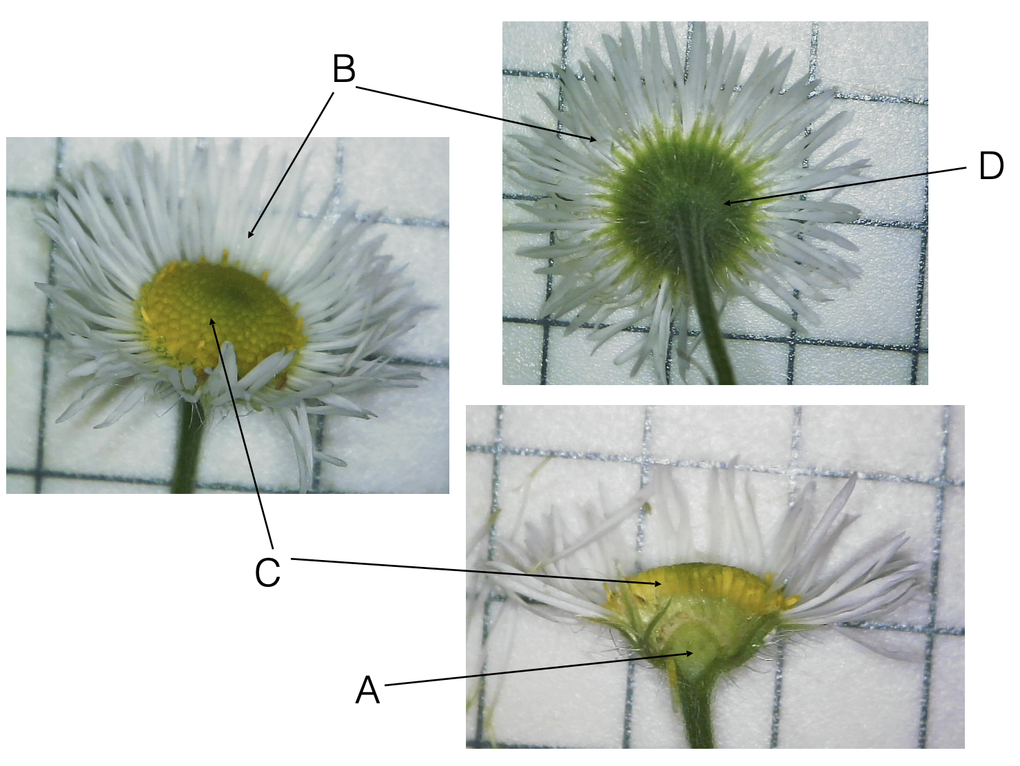 Identify the structures indicated below (different | Chegg.com