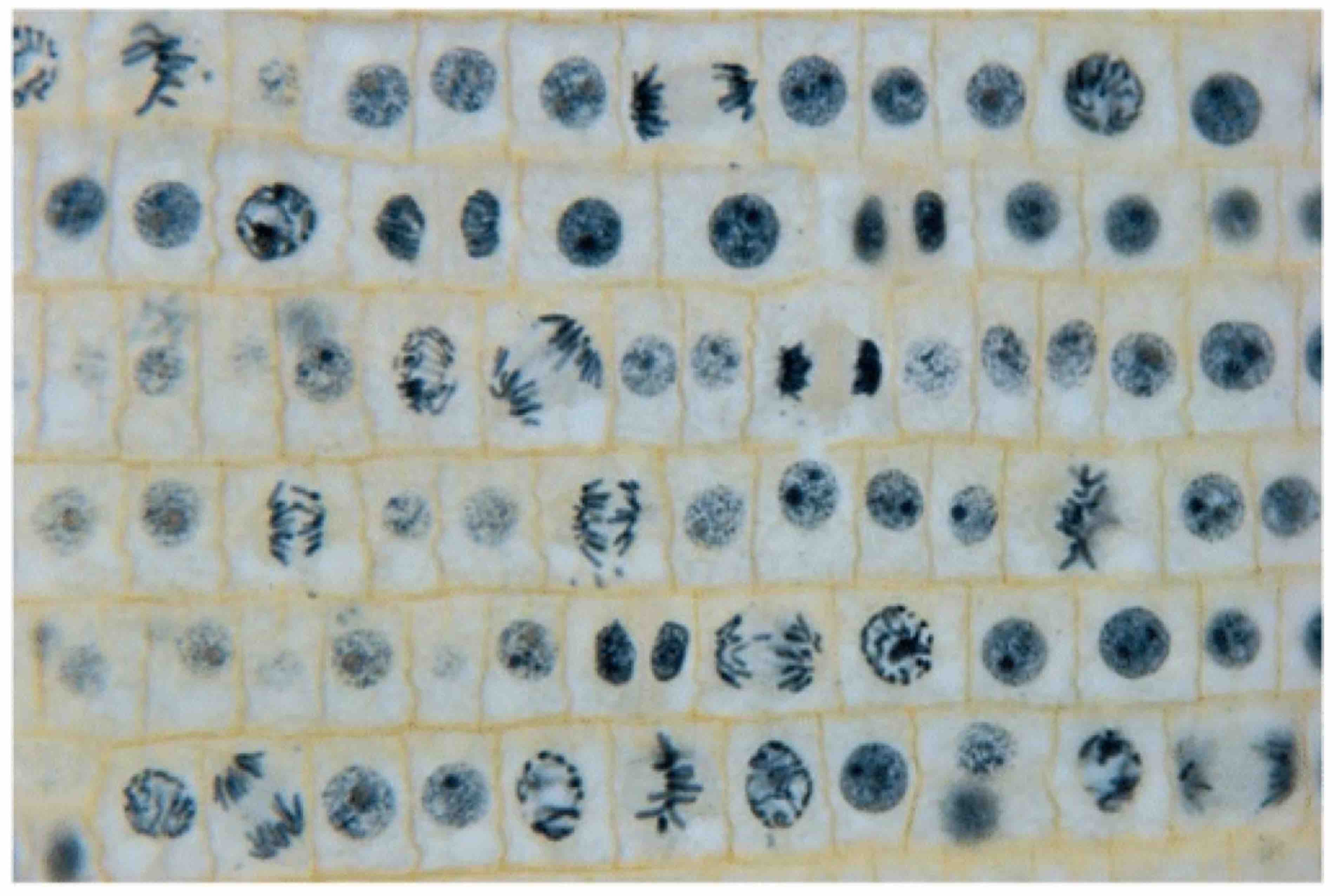 Solved 1. ﻿Figure 2 ﻿below is an untreated onion root tip | Chegg.com
