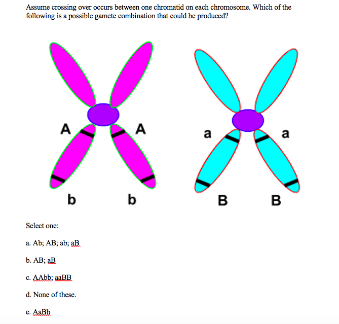Solved Assume crossing over occurs between one chromatid on | Chegg.com