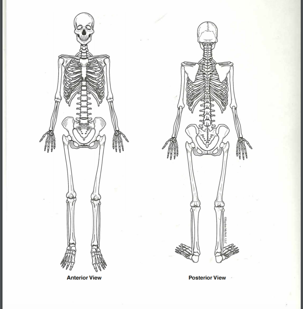 Solved Postcranial Bones: The Skeleton Using the images on | Chegg.com
