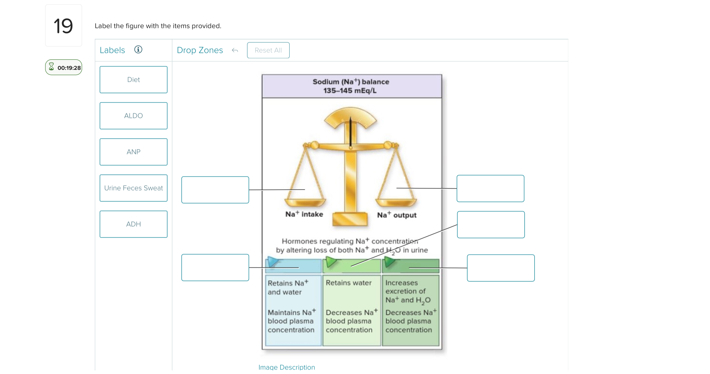 Solved 19 ﻿Label the figure with the items provided. | Chegg.com