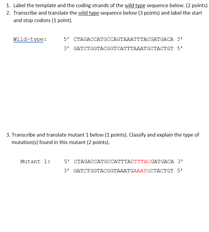 Solved Label the template and the coding strands of the wild | Chegg.com