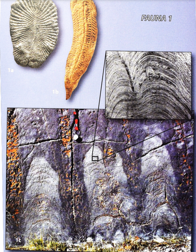 Solved Part 1: Index Fossils in Depositional Sequences The | Chegg.com