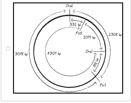 Solved The bacteriophage ϕX174 has a single-stranded DNA | Chegg.com