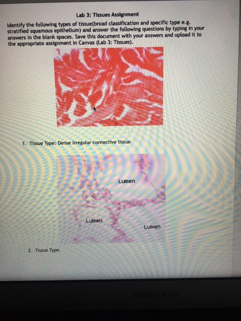 Solved Lab 3: Tissues Assignment Identify the following | Chegg.com