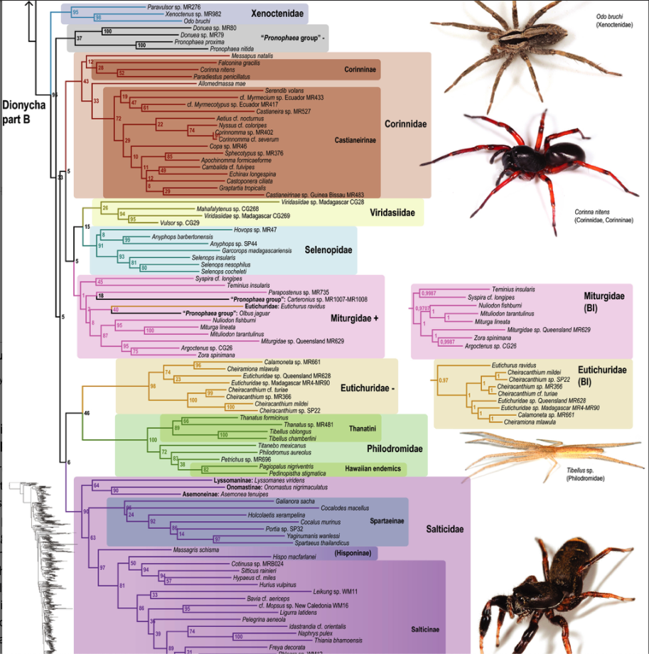 Solved Need help. Please analyze the phylogeny using | Chegg.com
