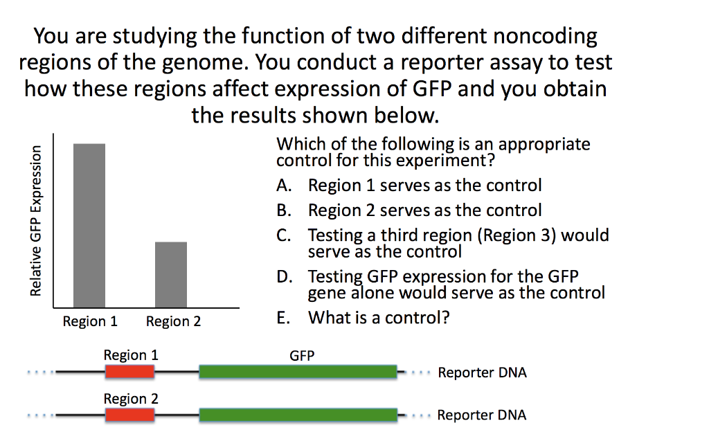 Solved studying the function of two different noncoding | Chegg.com