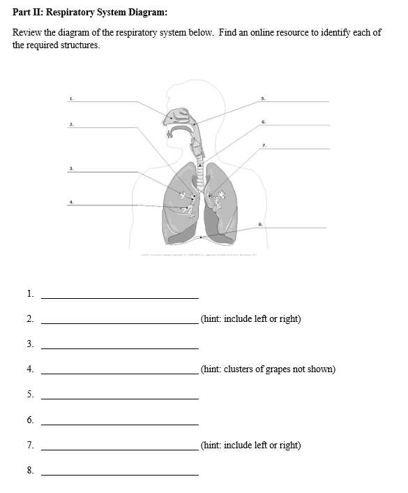 Solved Part II: Respiratory System Diagram: Review the | Chegg.com