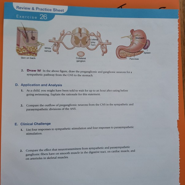 Solved Review & Practice Sheet Exercise 26 Skin on back | Chegg.com