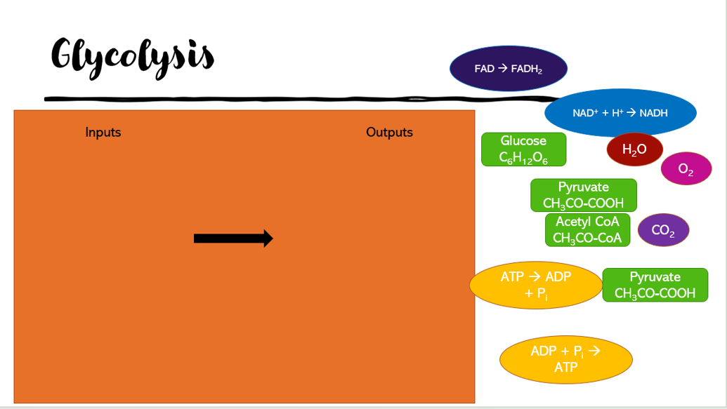 Solved Glycolysis | Chegg.com