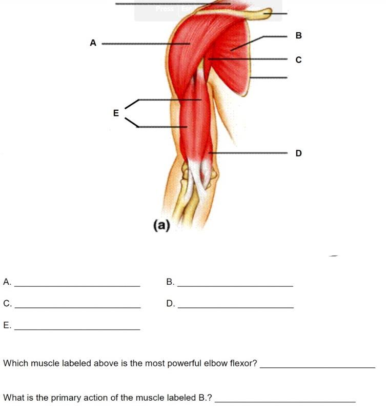 Solved B A с E D (a) A B. C. D. E. Which muscle labeled | Chegg.com
