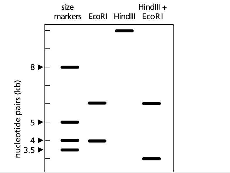 size Hindill + markers EcoRI Hindiul EcoRI 8 > | Chegg.com