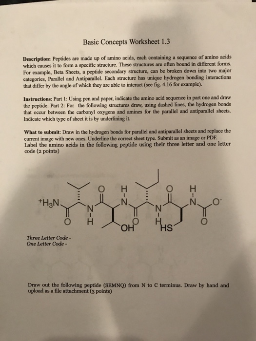 Solved Basic Concepts Worksheet 1.3 Description: Peptides | Chegg.com