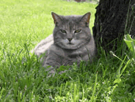 Solved The edge-detection function (detectEdges) described | Chegg.com