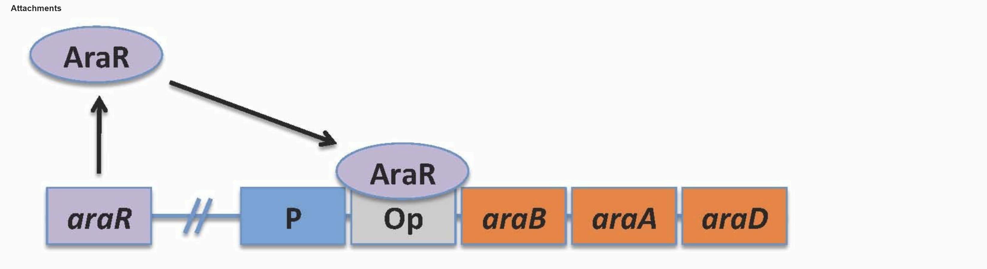 Solved Part 2 of 8 - Question 2 You are studying the ara | Chegg.com