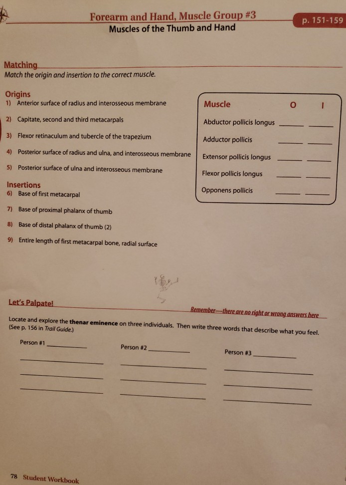 Solved Forearm & Hand, Muscle Group #3 Muscles of the thumb | Chegg.com