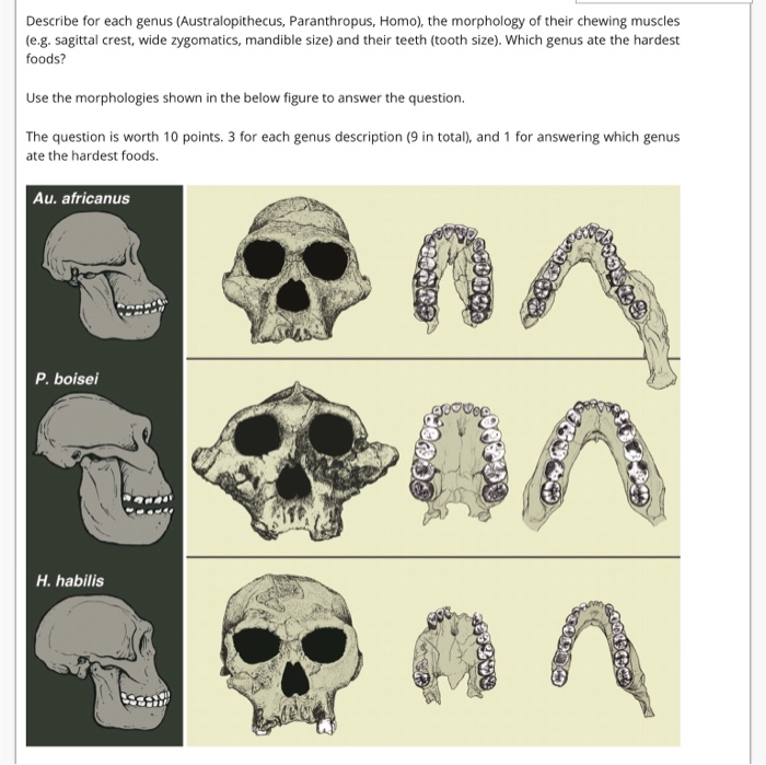 Solved Which is more prognathic, B or M? Which is more | Chegg.com