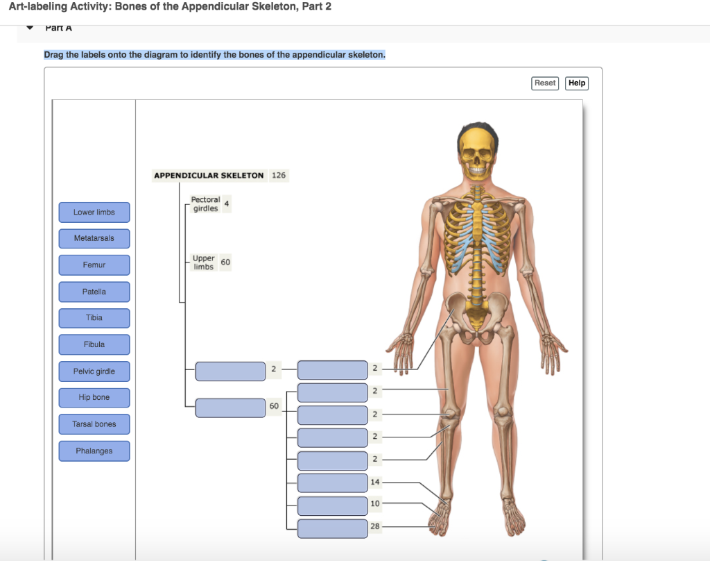 Solved Art labeling Activity Bones Of The Appendicular Chegg