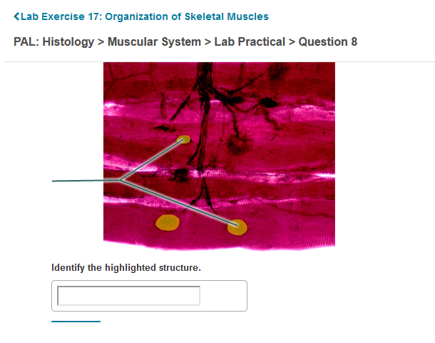 Solved Muscular System > Lab Practical > Question 8 | Chegg.com